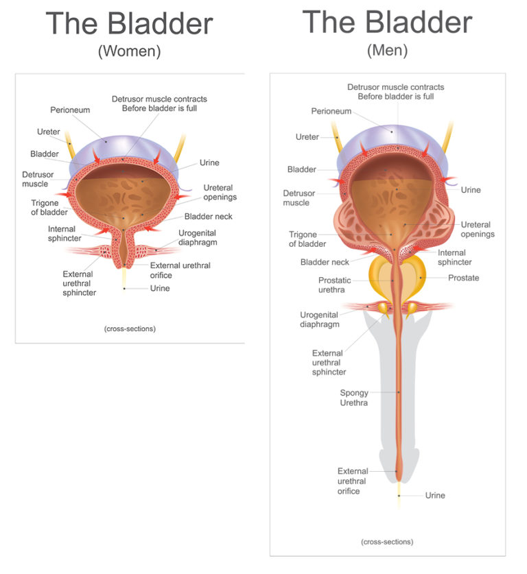 Technology | BladderCell